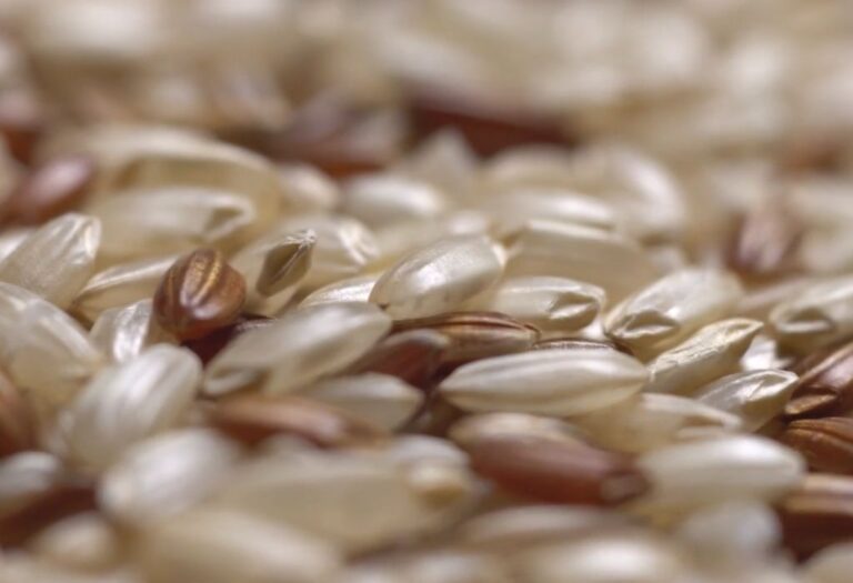 Kirkland Dog Food Review (Dry): Evidence-based Analysis