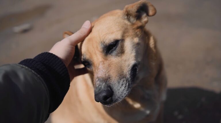 How Do Dogs Understand Absence of Their Owners? - Canine Psychology