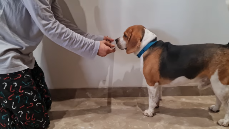 Next Gen Dog - Dog Training, Care & Tips