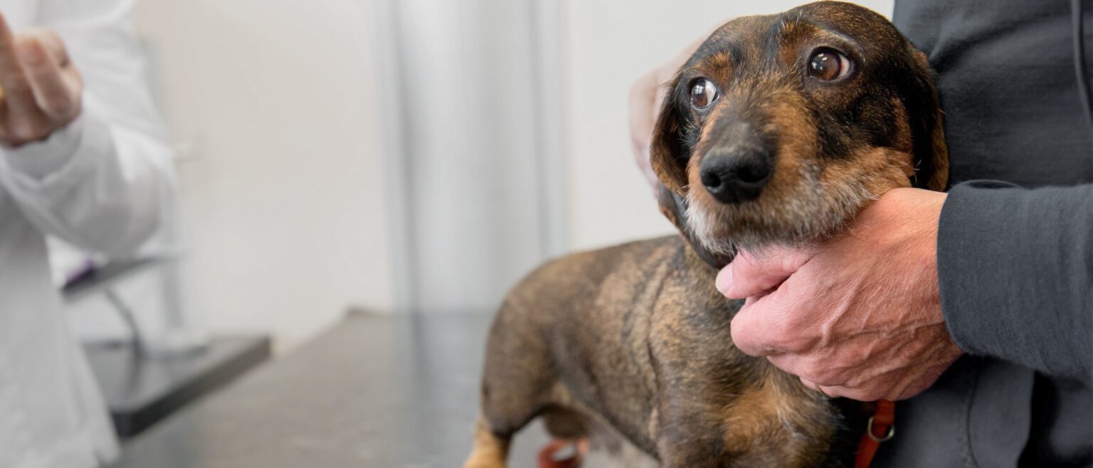 How to Cure IBD in Dogs? (Backed by Science) - Next Gen Dog